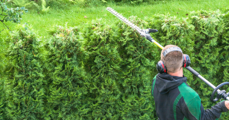 Creating and Maintaining Beautiful Hedges - Our Guide