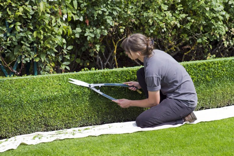 Creating and Maintaining Beautiful Hedges - Our Guide