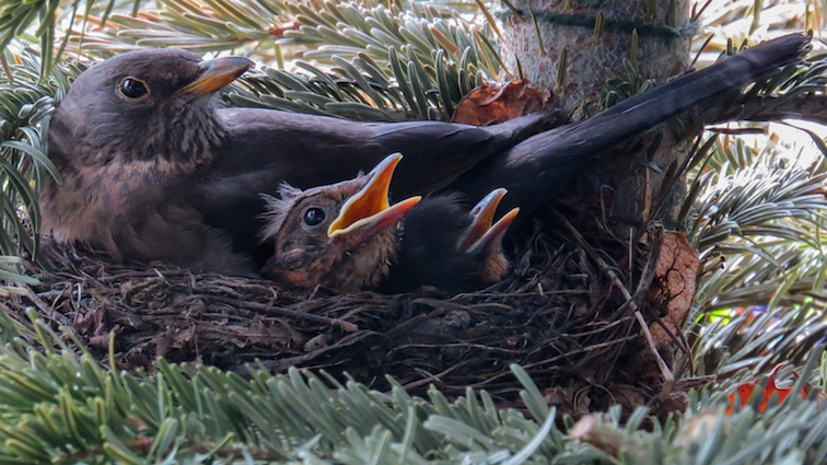 Birds Nesting in Hedges - Here's Everything You Need to Know